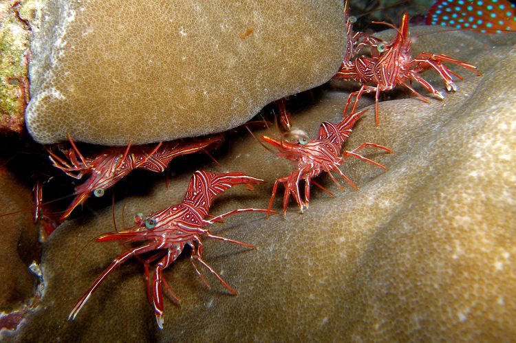 Camelback Shrimp For Sale (Rhynchocinetas durbanensis). TOP Care facts ...