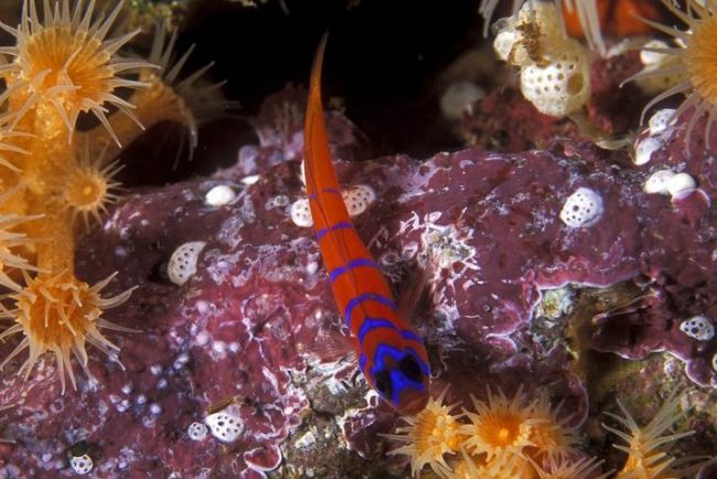 Catalina Goby For Sale (Lythrypnus dalli). TOP Care facts. Reefs4Less.com