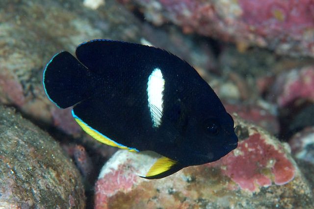 Melas (Keyhole) Angel For Sale (Centropyge tibicen). TOP Care facts ...