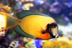 Chocolate Tang For Sale (Acanthurus pyroferus). TOP Care facts ...