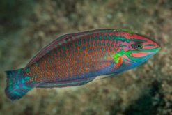 Wrasses, Reef Safe – Reefs4Less.com