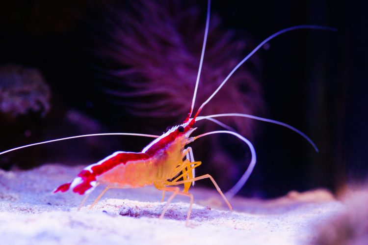 Cleaner Shrimp For Sale (Lysmata amboinensis). TOP Care facts ...