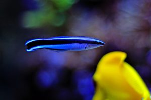 Wrasses, Reef Safe – Reefs4Less.com