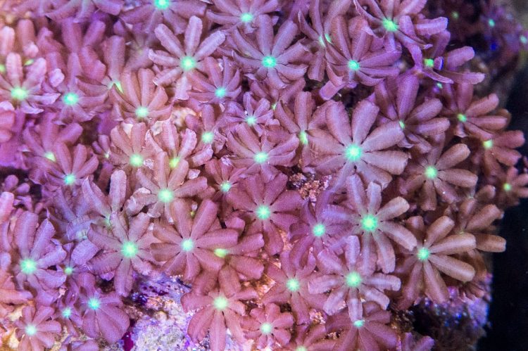 Clove Daisy Polyp For Sale (Knopia sp.). TOP Care facts. Reefs4Less.com