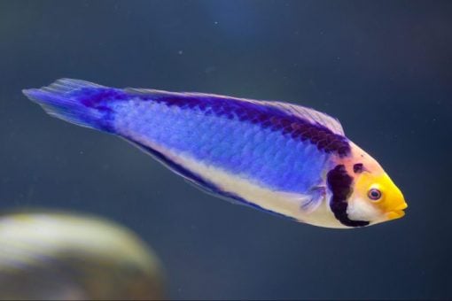 Wrasses, Reef Safe – Reefs4Less.com