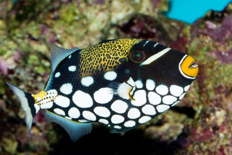 Clown Trigger For Sale (Balistoides conspicillum). TOP Care facts ...