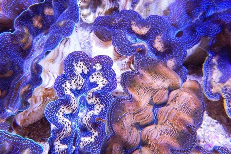 Clams - Reefs4Less.com