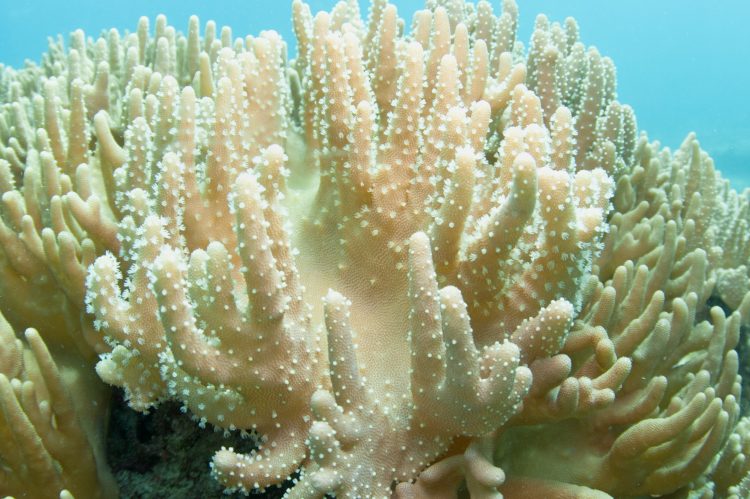 Crown Leather Coral For Sale (Sarcophyton trocheliophorum). TOP Care ...