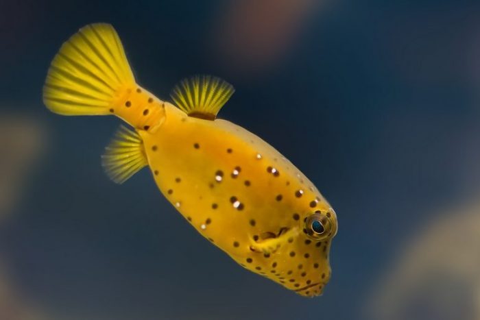 Yellow Cubicus For Sale (Ostracion cubicus). TOP Care facts. Reefs4Less.com