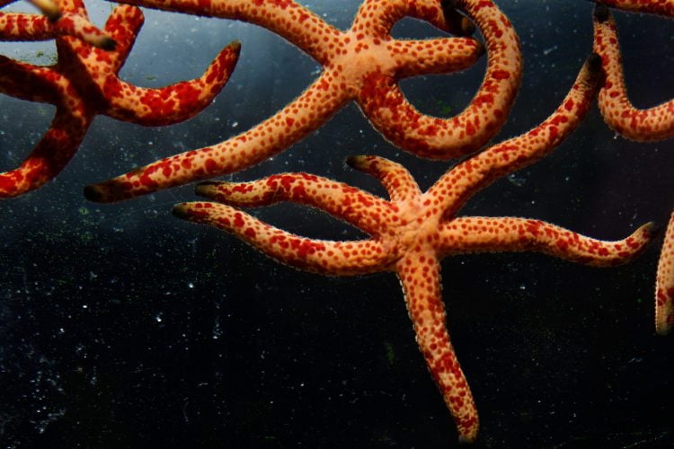 Dalmation Linckia Starfish For Sale (Linckia multiflora). TOP Care ...