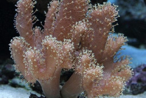 Devil's Hand Leather Coral For Sale (Lobophytum sp.). TOP Care facts. Reefs4Less.com