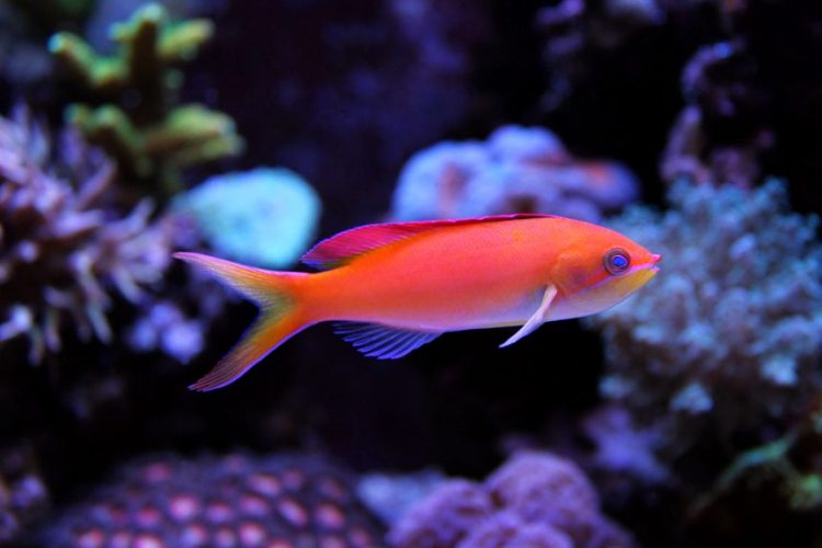 Dispar Anthias For Sale (Pseudanthias dispar). TOP Care facts ...