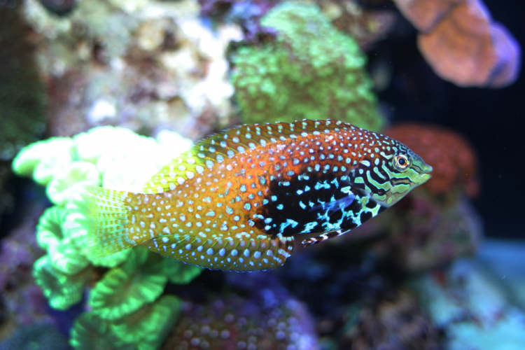 Divided Leopard Wrasse For Sale (Macropharyngodon bipartitus). TOP Care ...
