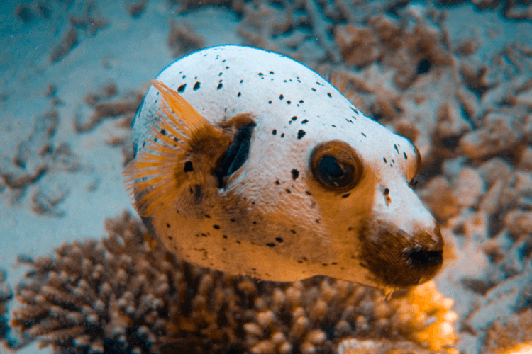 Dogface Puffer For Sale (Arothron nigropunctatus). TOP Care facts ...