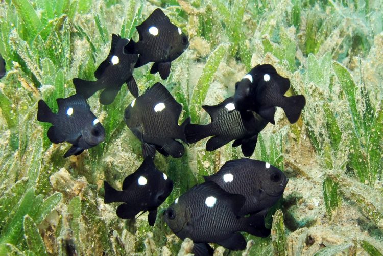 Domino Damsel For Sale (Dascyllus trimaculatus). TOP Care facts ...