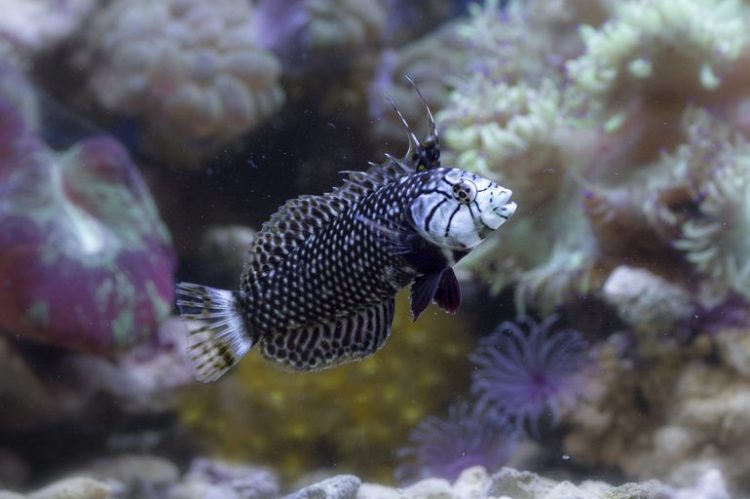 Dragon Wrasse For Sale (Novaculichthys taeniourus). TOP Care facts ...