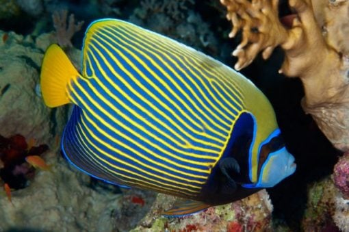 Angelfish, Large – Reefs4Less.com