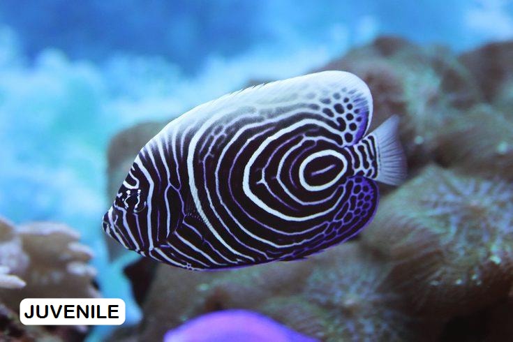 Emperor Angelfish For Sale (Pomacanthus imperator). TOP Care facts ...