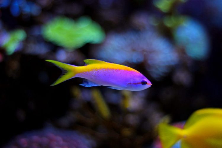 Evansi Anthias For Sale (Pseudanthias evansi). TOP Care facts. Reefs4Less.com