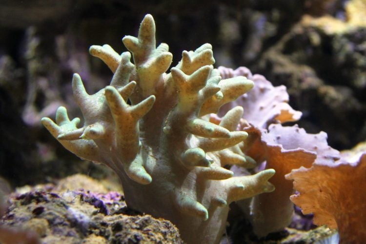 Finger Leather Coral For Sale (Sinularia sp.). TOP Care facts ...