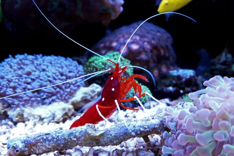 Fire Shrimp For Sale (Lysmata debelius). TOP Care facts. Reefs4Less.com