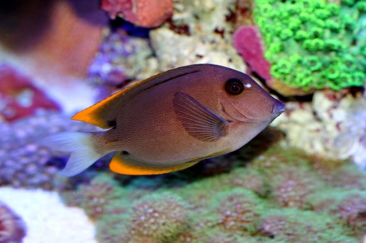 Flame Fin (Tomini) Tang For Sale (Ctenocheatus tominiensis). TOP Care ...
