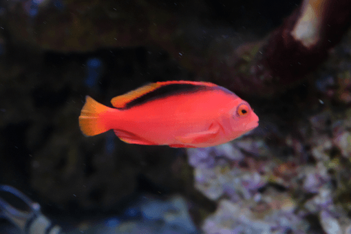Flame Hawkfish For Sale (Neocirrhitus armatus). TOP Care facts ...