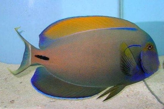 Fowler's Tang For Sale (Acanthurus fowleri). TOP Care facts. Reefs4Less.com