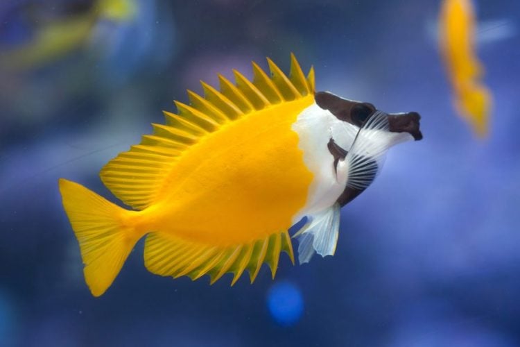 Foxface Rabbitfish For Sale (Siganus vulpinus). TOP Care facts ...