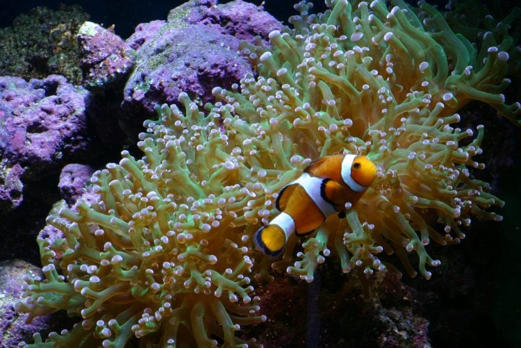 Frogspawn Coral For Sale (Euphyllia divisa). TOP Care facts. Reefs4Less.com