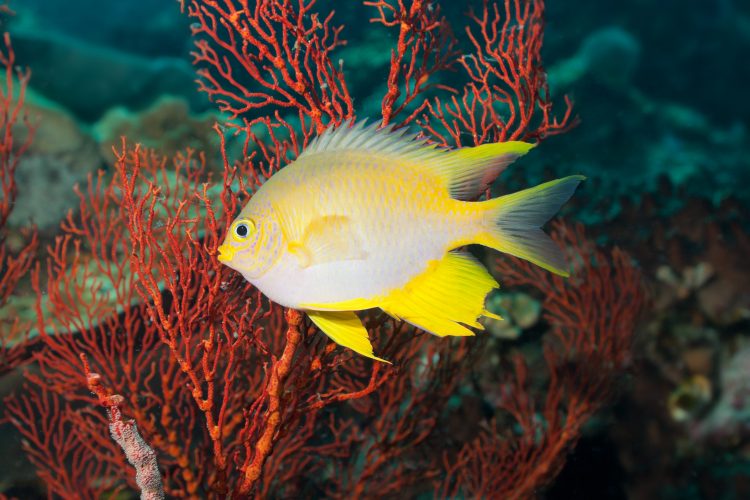 Golden Damsel For Sale (Amblyglyphidodon aureus). TOP Care facts ...