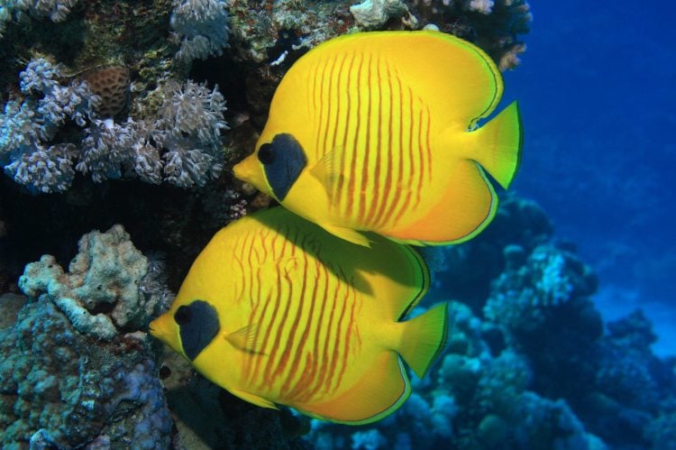 Butterflyfish - Reefs4Less.com