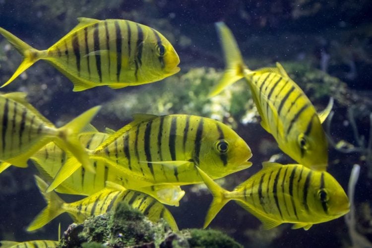 Golden Trevally Pilotfish For Sale (Gnathanodon speciosus). TOP Care ...