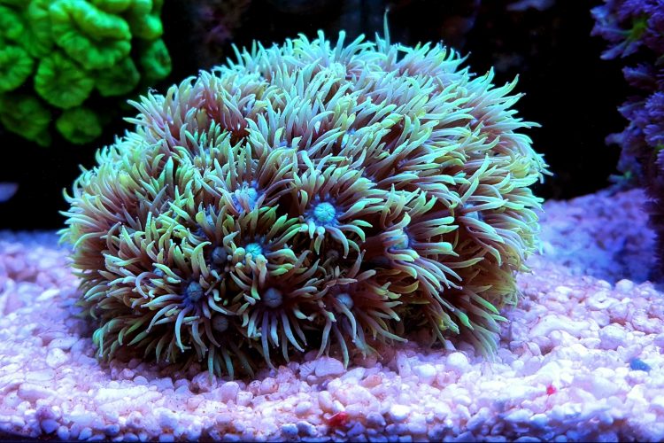 Goniopora Coral For Sale (Goniopora lobata). TOP Care facts. Reefs4Less.com