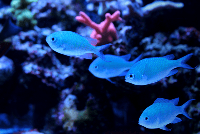Green Chromis For Sale (Chromis viridis). TOP Care facts. Reefs4Less.com