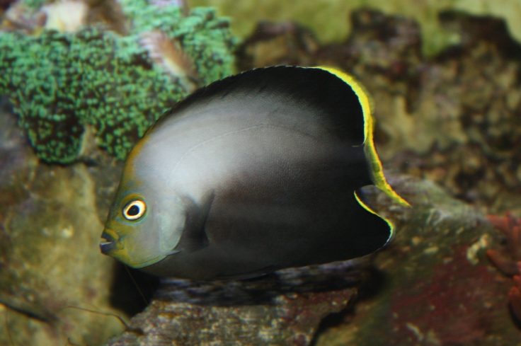 Grey Poma Angel For Sale (Chaetodontoplus melansoma). TOP Care facts ...