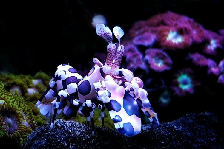 Harlequin Shrimp For Sale (Hymenocera picta). TOP Care facts. Reefs4Less.com