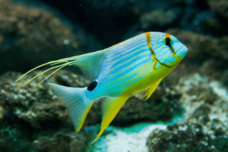 Sailfin Hifin Snapper For Sale (Symphorichthys spilurus). TOP Care ...