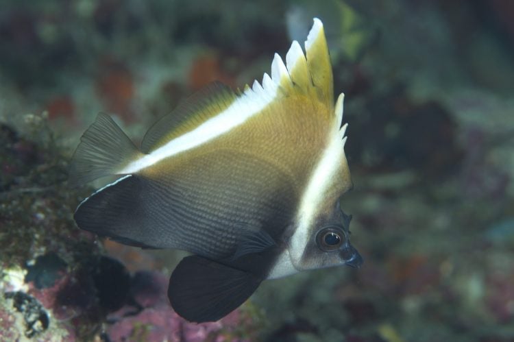 Horned Heniochus For Sale (Heniochus varius). TOP Care facts ...