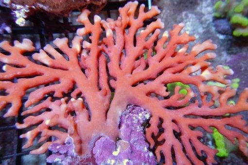 Lace Coral For Sale (Distichopora sp.). TOP Care facts. Reefs4Less.com