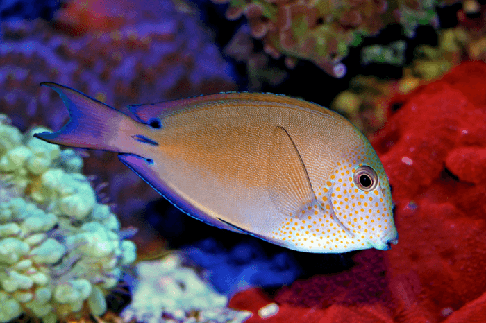 Lavender Tang For Sale (Acanthurus nigrofuscus). TOP Care facts ...