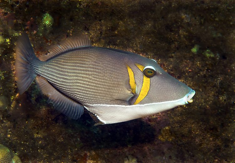 Lei Trigger For Sale (Sufflamen bursa). TOP Care facts. Reefs4Less.com