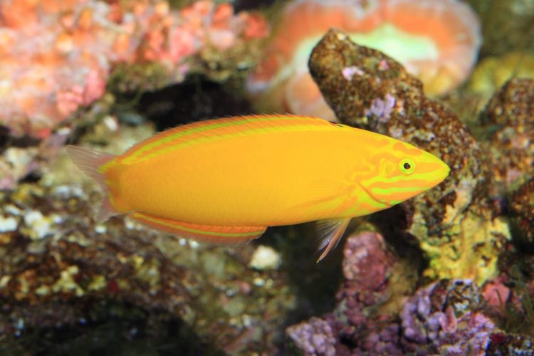 Lime Green Sunset Wrasse For Sale (Thalassoma lutescens). TOP Care ...