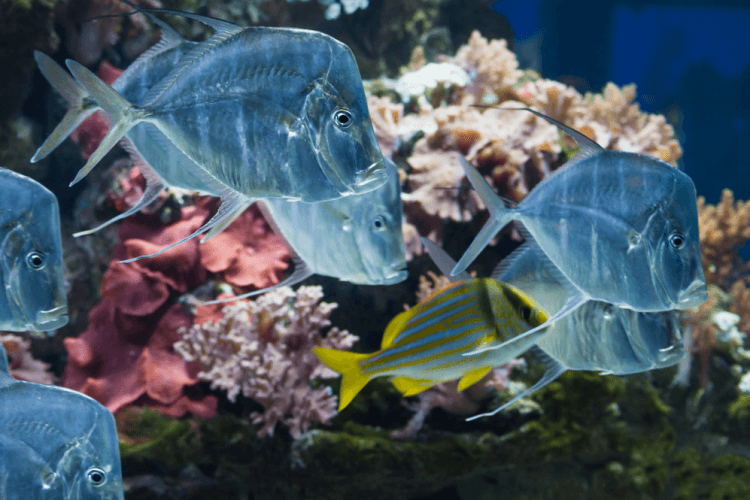 Look Down Fish For Sale (Selene vomer). TOP Care facts. Reefs4Less.com