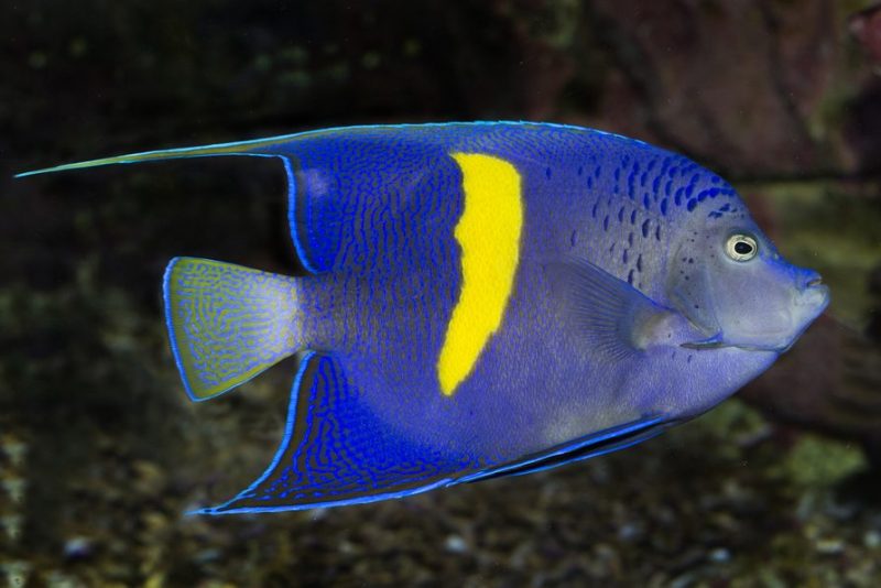 Maculosus Angel For Sale (Pomacanthus maculosus). TOP Care facts ...