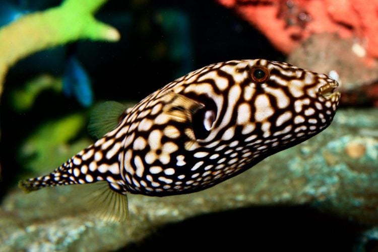 Map Puffer For Sale (Arothron mappa). TOP Care facts. Reefs4Less.com