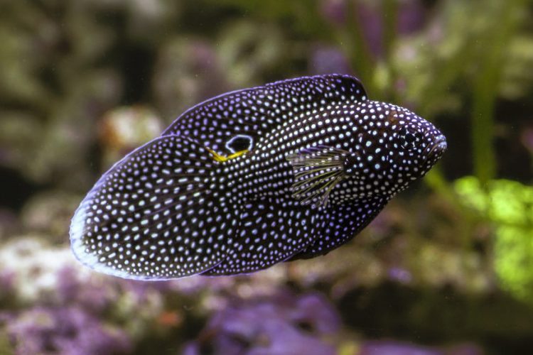 Marine Betta For Sale (Calloplesiops altivelis). TOP Care facts ...