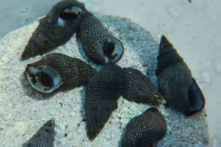 Cerith Snail For Sale (Cerithium sp.). TOP Care facts. Reefs4Less.com