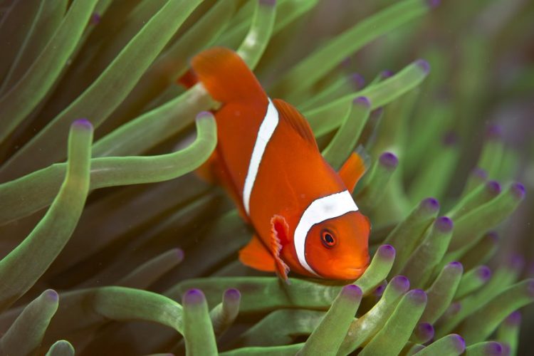 Maroon Clownfish For Sale (Premnas biaculeatus). TOP Care facts ...