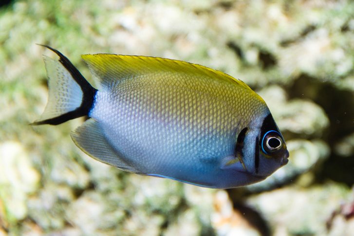 Masked Swallowtail Angel For Sale (Genicanthus semifasciatus). TOP Care ...